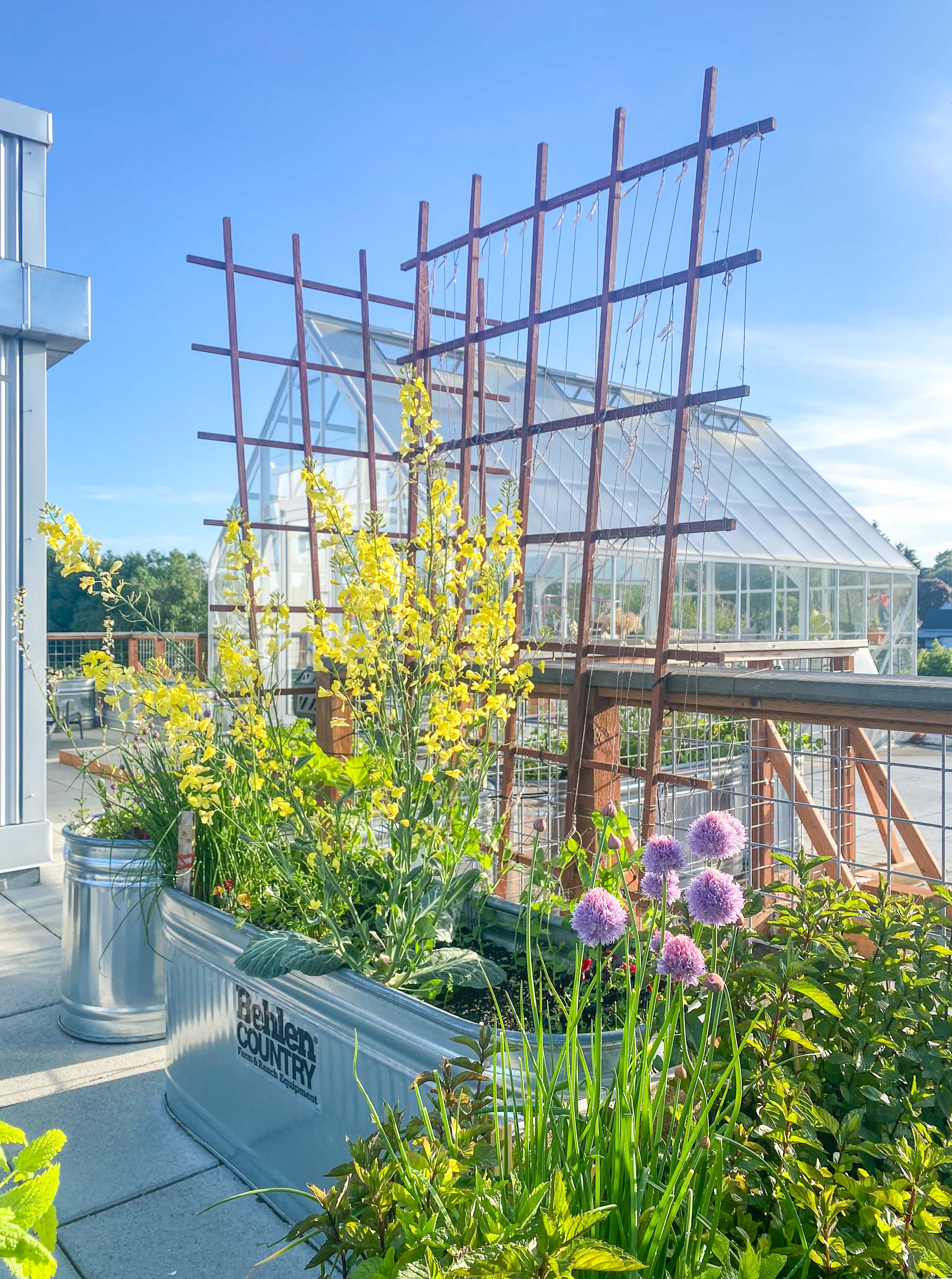 rooftop-garden – theodora teodosiadis